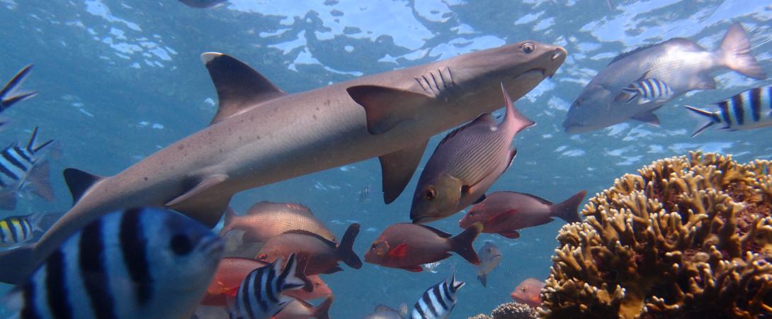 Why sharks are important to our ecosystem | Projects Abroad